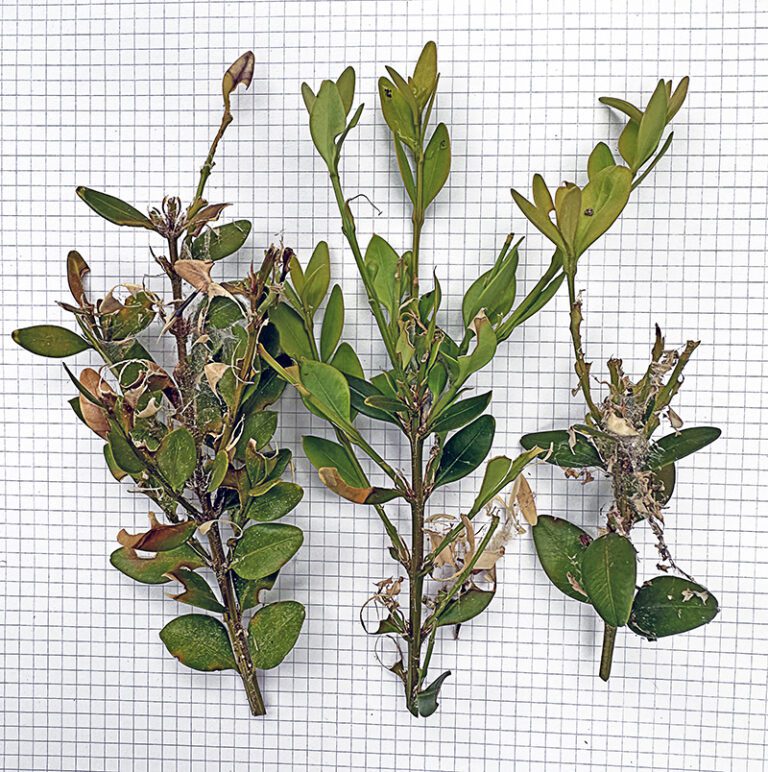 Box Tree Moth: New Pest Alert for Cape Cod - Hyannis Country Garden