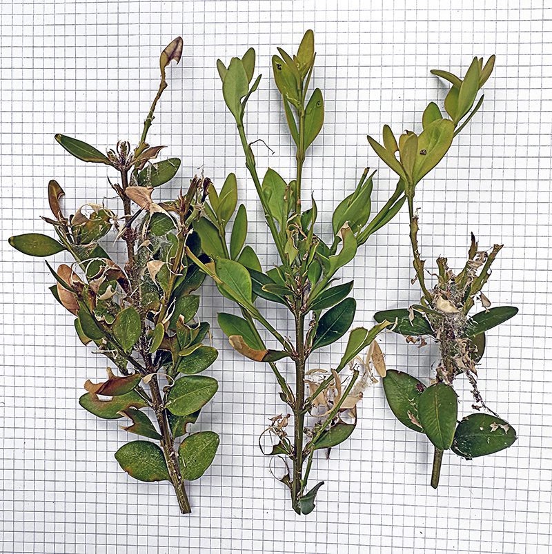 Box Tree Moth: New Pest Alert for Cape Cod - Hyannis Country Garden