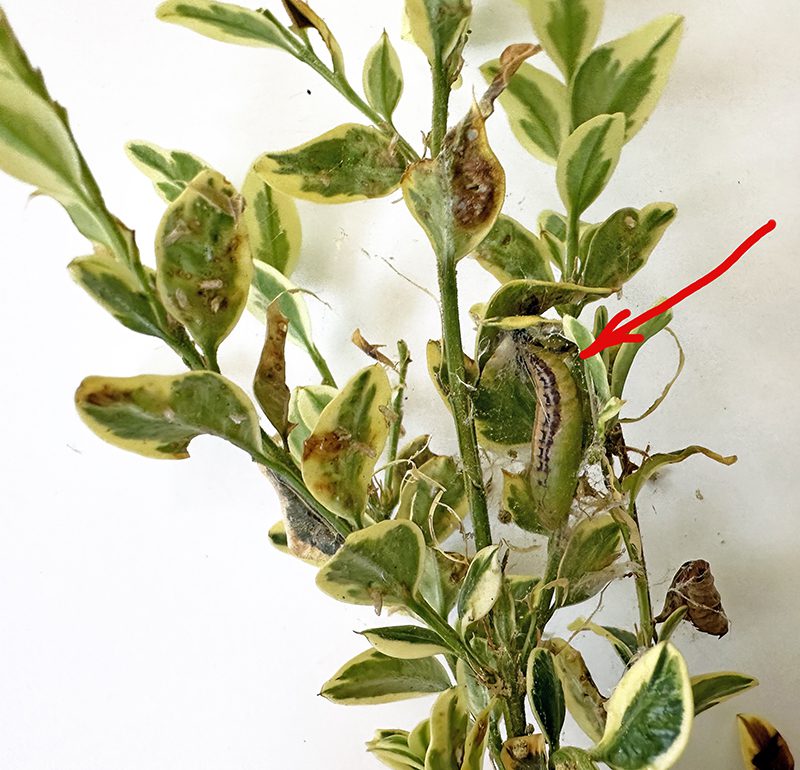 Box Tree Moth: New Pest Alert for Cape Cod - Hyannis Country Garden