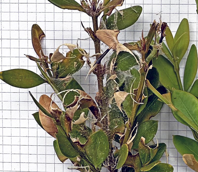 Box Tree Moth: New Pest Alert for Cape Cod - Hyannis Country Garden