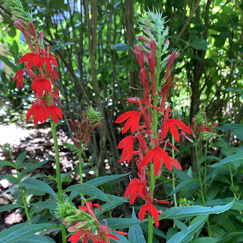 Gardening With Purpose: Native Perennials - Hyannis Country Garden
