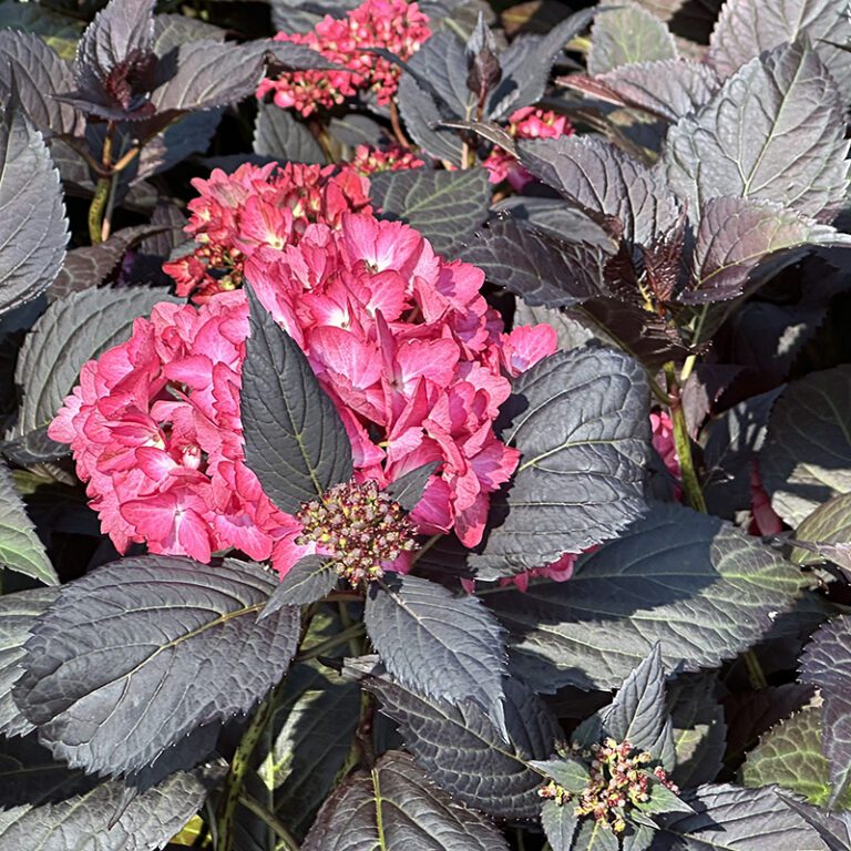 Q & A From Hydrangea Joy Happy Hour - Hyannis Country Garden