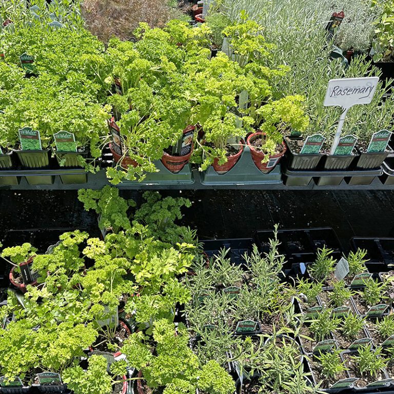 Home - Hyannis Country Garden