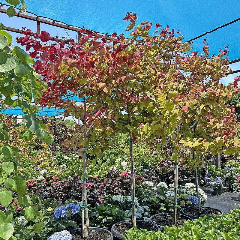 Home - Hyannis Country Garden