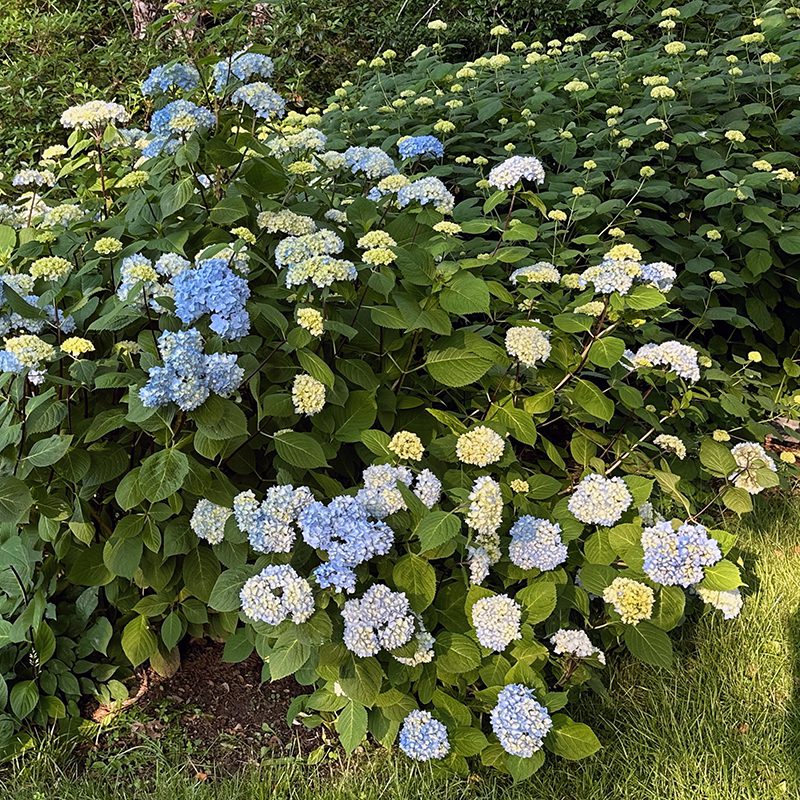 Escape to Joy: Cape Cod Hydrangea Festival - Hyannis Country Garden