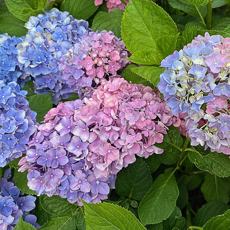 Q & A From Hydrangea Joy Happy Hour - Hyannis Country Garden