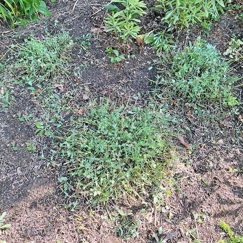 Mid-Summer Perennial Maintenance - Hyannis Country Garden