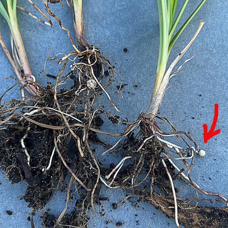 Weed of the Week: Yellow Nutsedge - Hyannis Country Garden