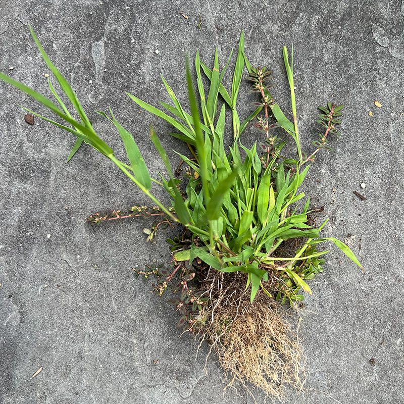 Home - Hyannis Country Garden