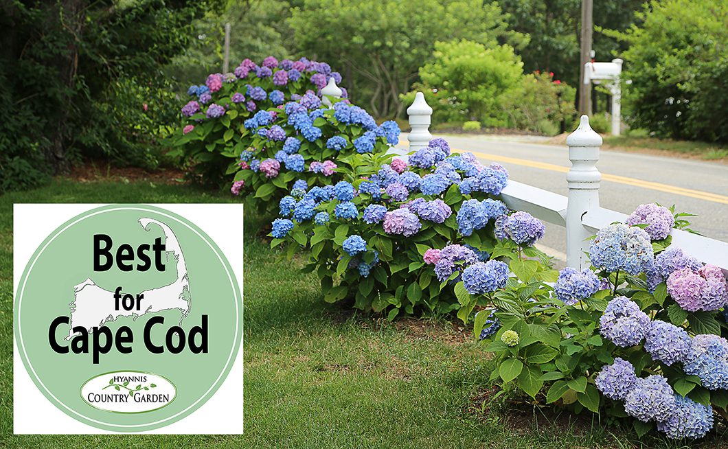 Best for Cape Cod - Hyannis Country Garden