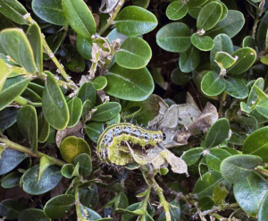 Box Tree Moth: New Pest Alert for Cape Cod - Hyannis Country Garden