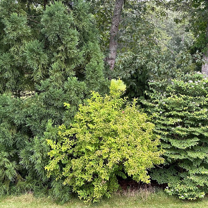 Evergreen Trees For Privacy Screening Creating Natural Privacy Screens