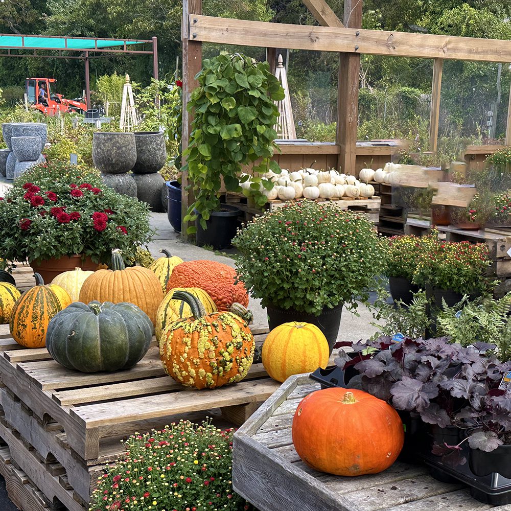 fall happy hour - Hyannis Country Garden