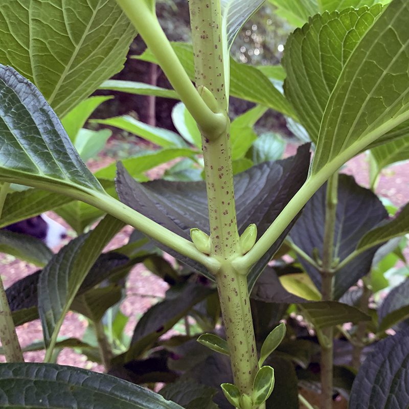 Your Hydrangeas In September - Hyannis Country Garden