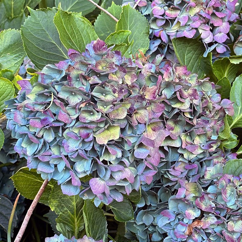 Your Hydrangeas In September - Hyannis Country Garden