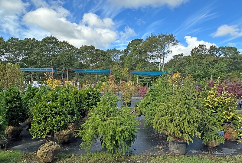 Style and Structure, 12 Months per Year - Hyannis Country Garden