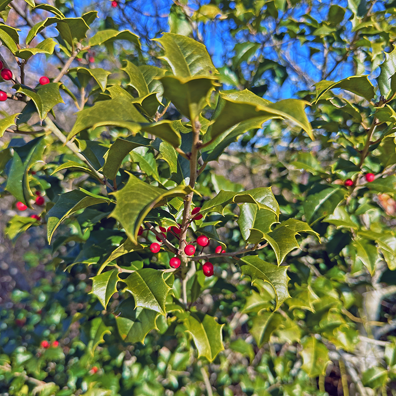 Notable Natives: American Holly - Hyannis Country Garden