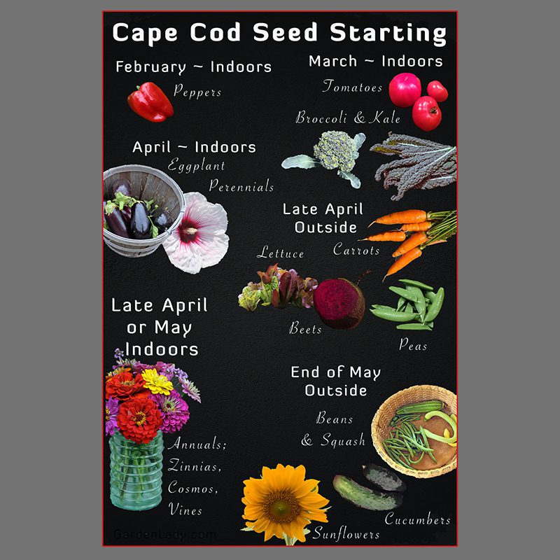 Seed Starting on Cape Cod - Hyannis Country Garden