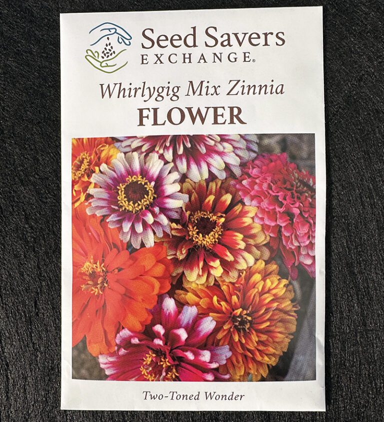 fancy zinnia - Hyannis Country Garden