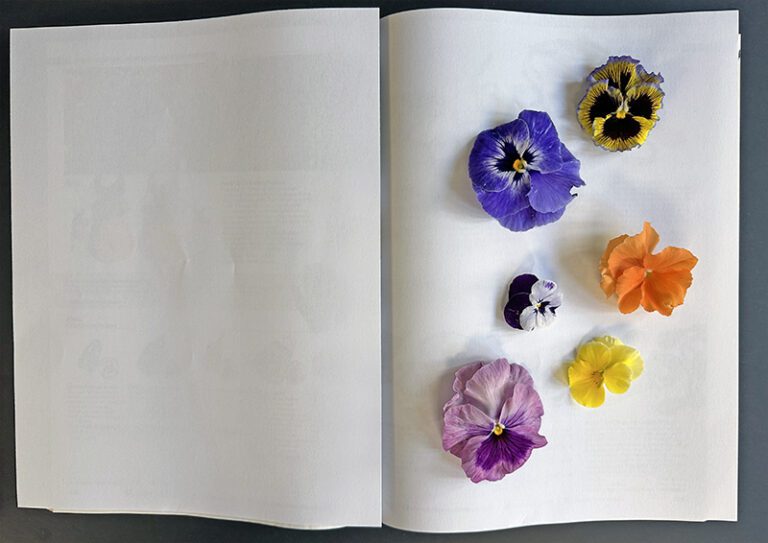 pressing pansies - Hyannis Country Garden