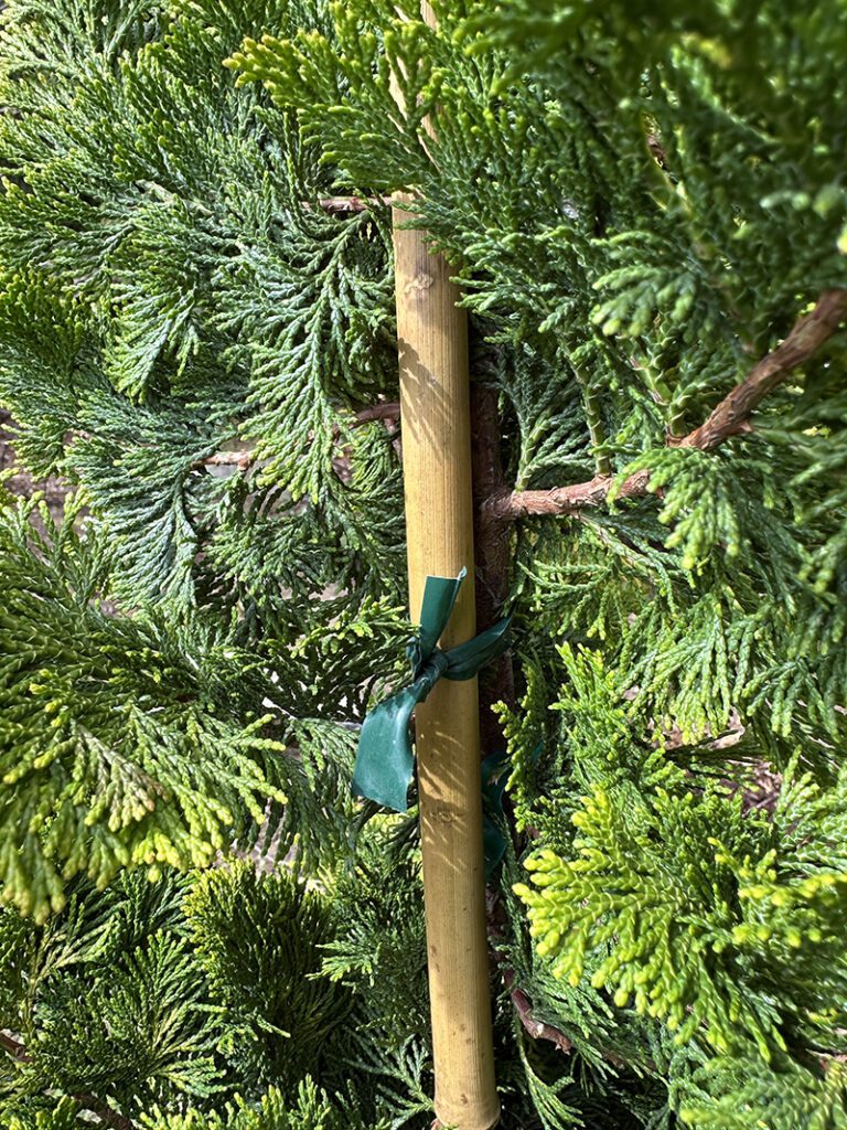 Planting Shrubs and Trees on Cape Cod - Hyannis Country Garden