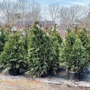 Home - Hyannis Country Garden