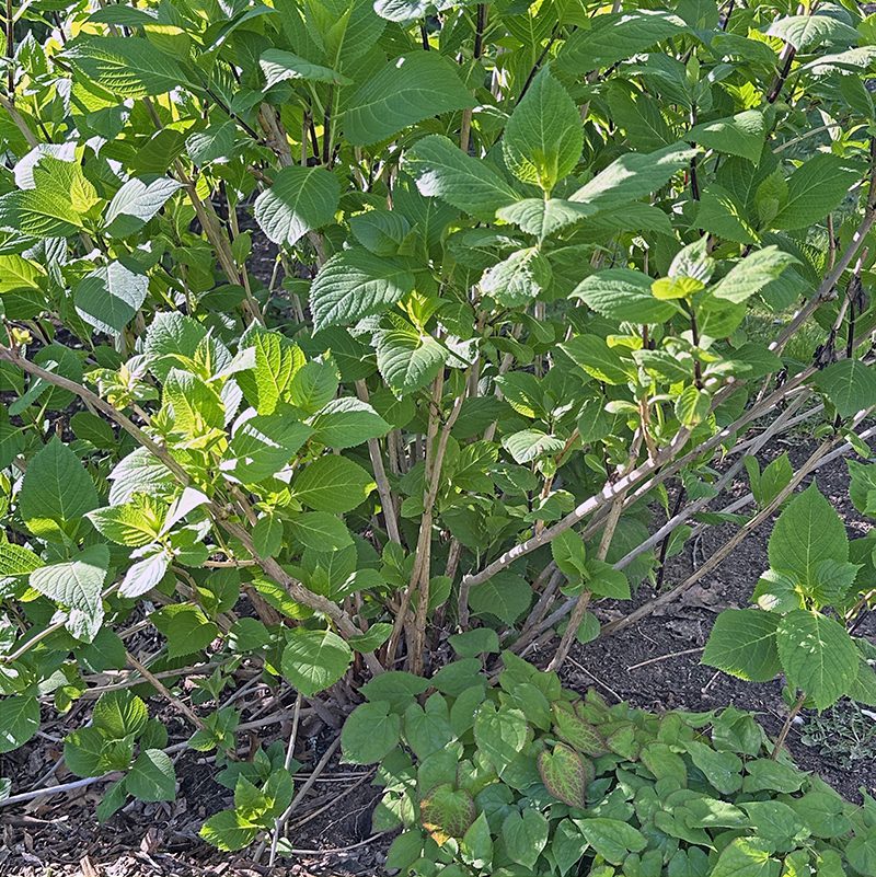 Cape Cod Hydrangeas in May - Hyannis Country Garden