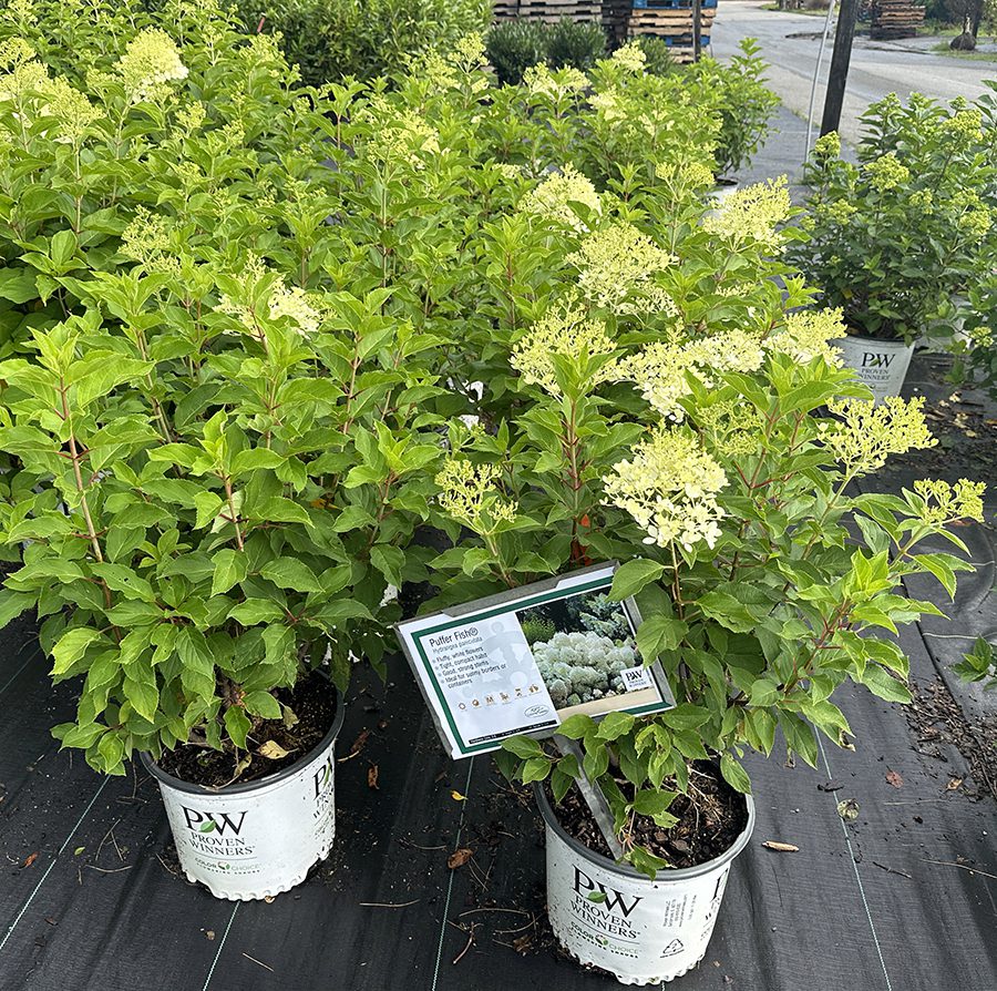 Cape Cod Hydrangea Festival 2025 - Hyannis Country Garden