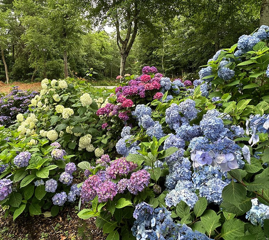 Cape Cod Hydrangea Festival 2025 - Hyannis Country Garden