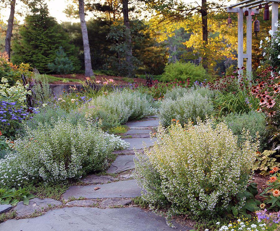Is Your Perennial Garden Looking Too GREEN? - Hyannis Country Garden