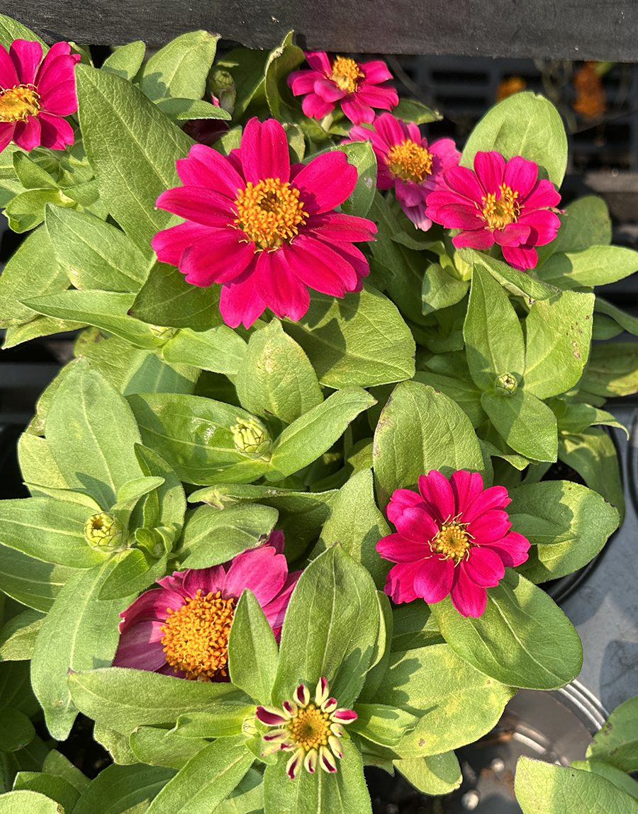 zinnias fall color - Hyannis Country Garden
