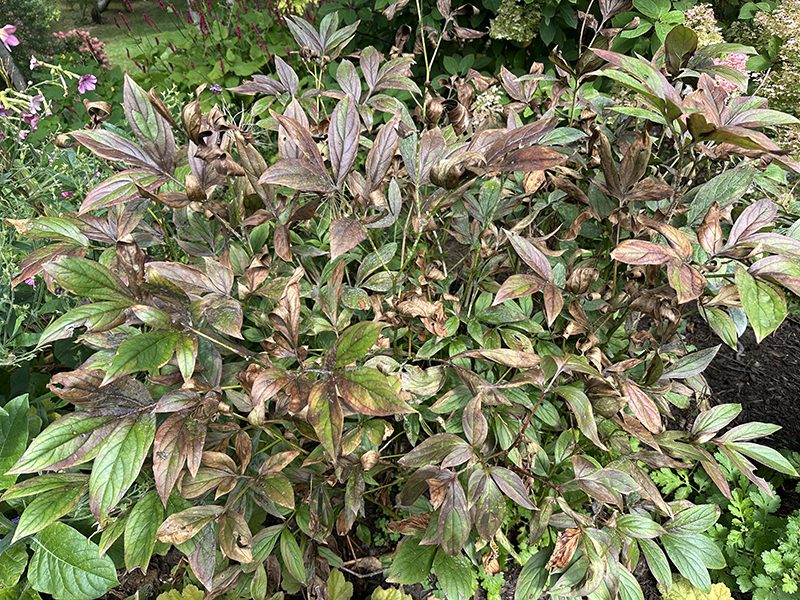 peonies in the fall - Hyannis Country Garden