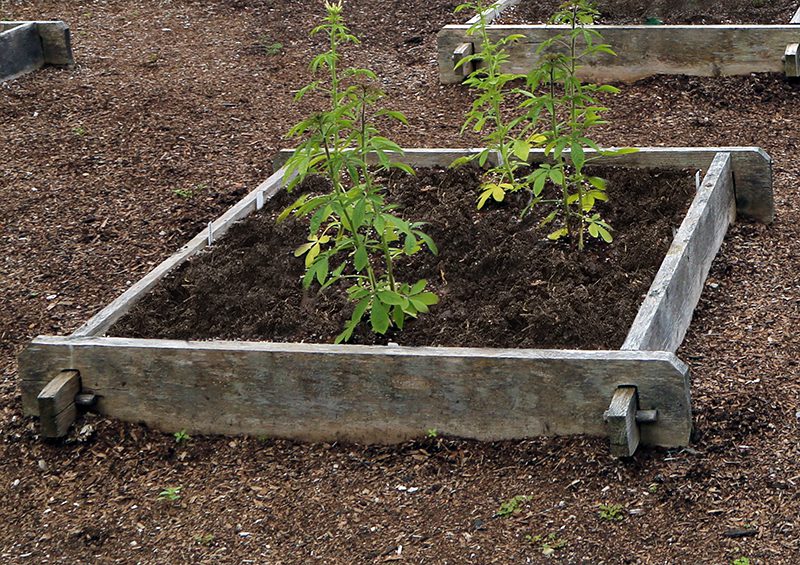 Your Cape Cod Vegetable Garden in Fall - Hyannis Country Garden