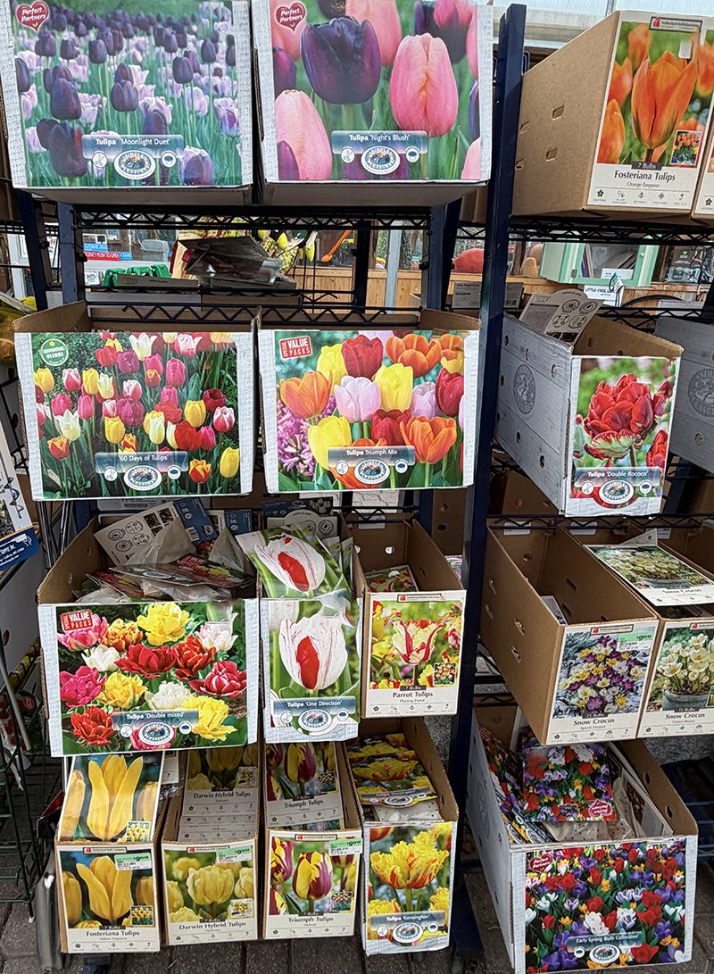 tulip display - Hyannis Country Garden