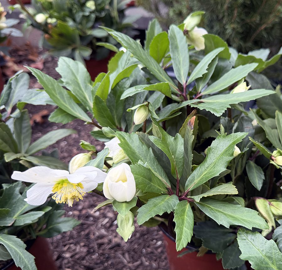 Early December Q & A - Hyannis Country Garden