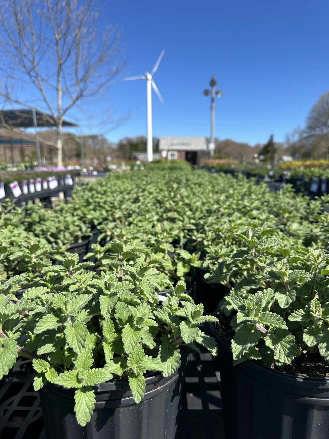 Catmint - Perennial Highlight - Hyannis Country Garden