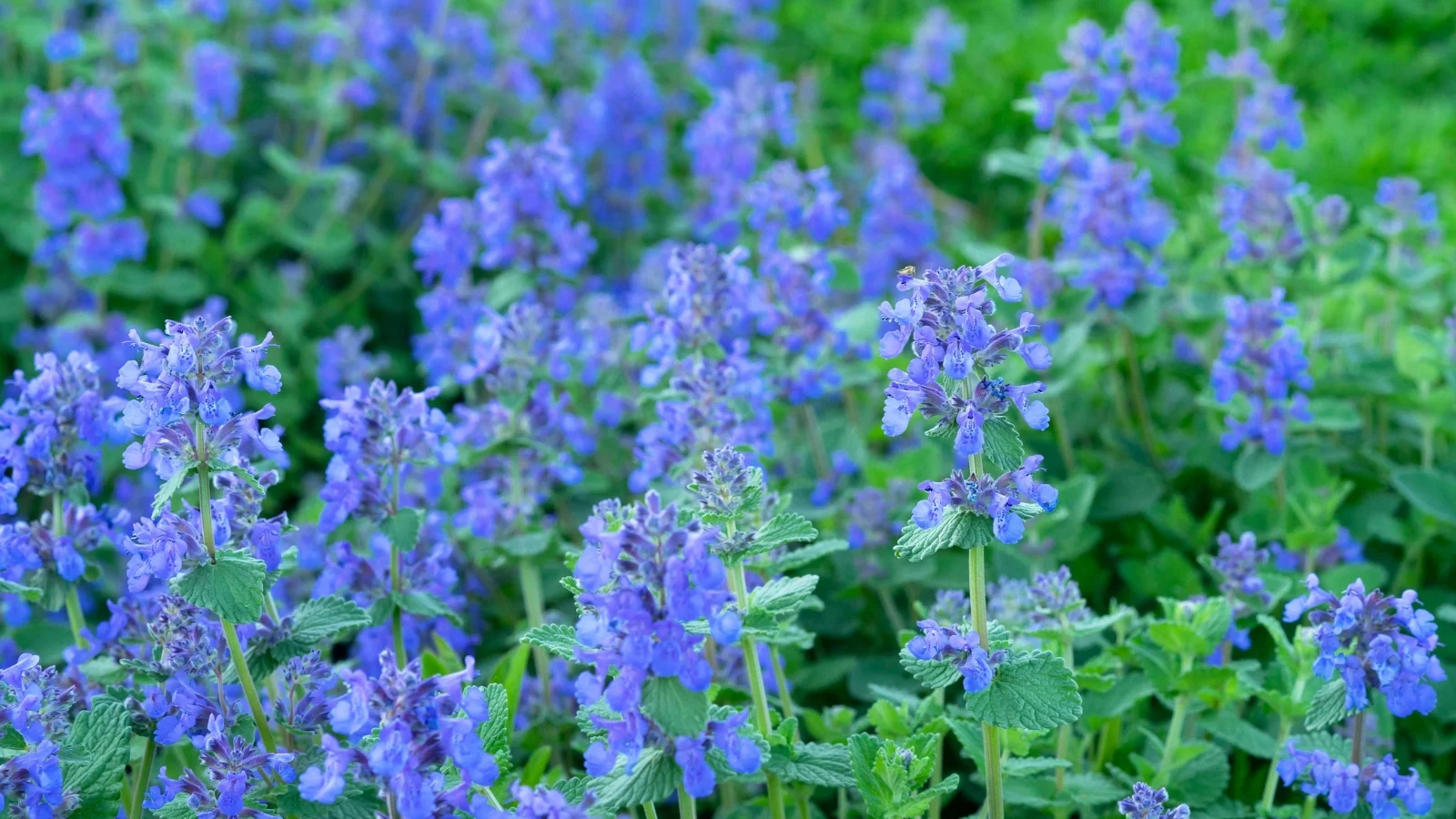 Catmint - Perennial Highlight - Hyannis Country Garden